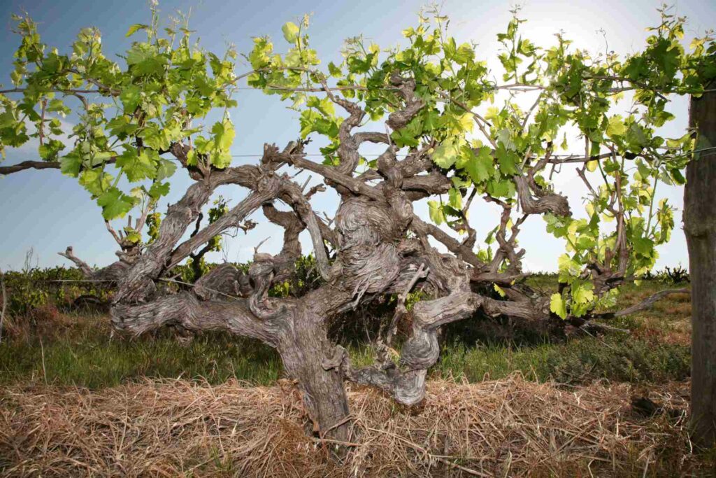 International Shiraz Day 2023